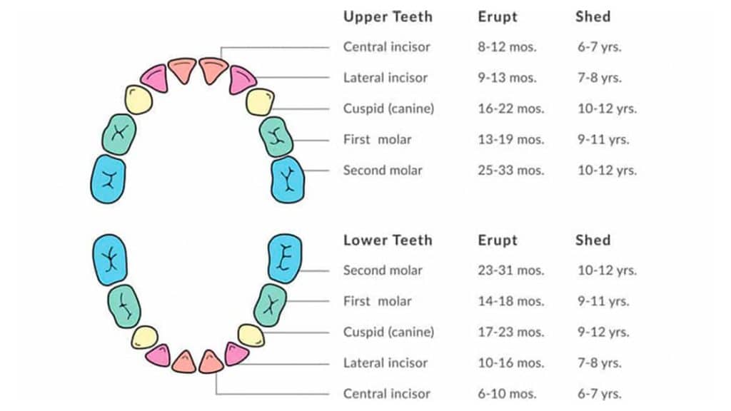 Tooth Eruption & Shedding | Pediatric Dentistry Kahala